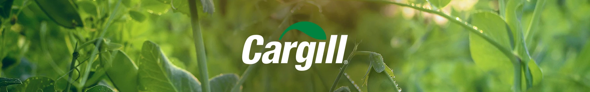 200+ Cargill Jobs in India (Updated 2025) | AmbitionBox